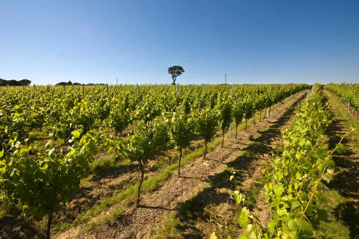 Meet the Wine Maker Vineyard Tour with Tastings for Two | Virgin ...