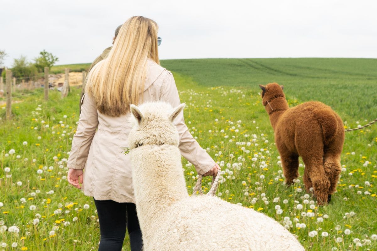 Alpaca Trekking and Entry to Eagle Heights Wildlife Foundation for Two ...
