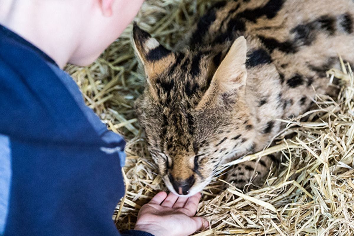 Keeper for the Day Experience at Hoo Farm Animal Kingdom | Virgin ...