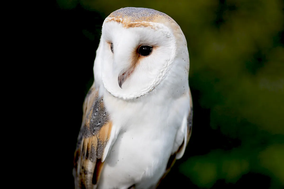 Owl Experience at North Somerset Bird of Prey Centre | Virgin ...