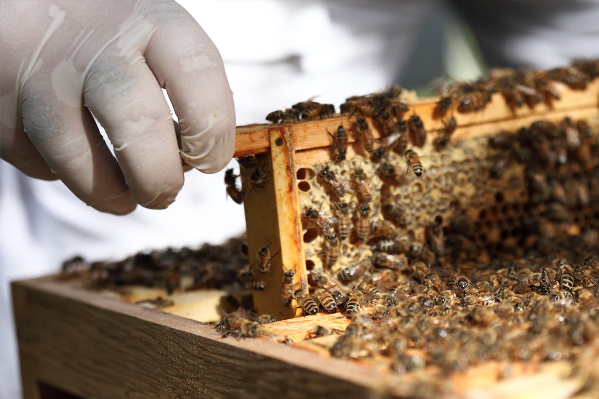 Rural Beekeeping and Honey Craft Beer Tasting | Virgin Experience Days