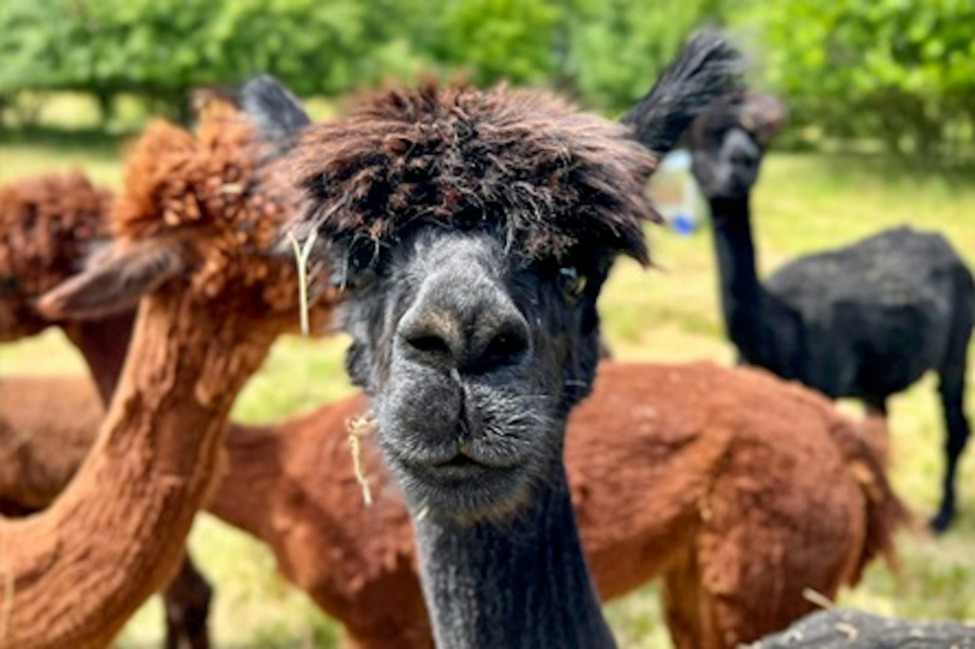 Alpaca Meet and Greet with Afternoon Tea for Two with Frankly Alpacas ...
