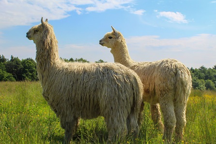 Alpaca Meet and Greet with Afternoon Tea for Two with Frankly Alpacas ...
