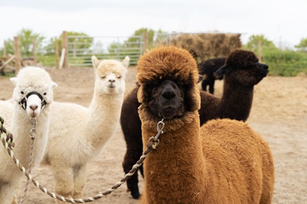 Alpaca Trekking and Entry to Eagle Heights Wildlife Foundation for Two ...