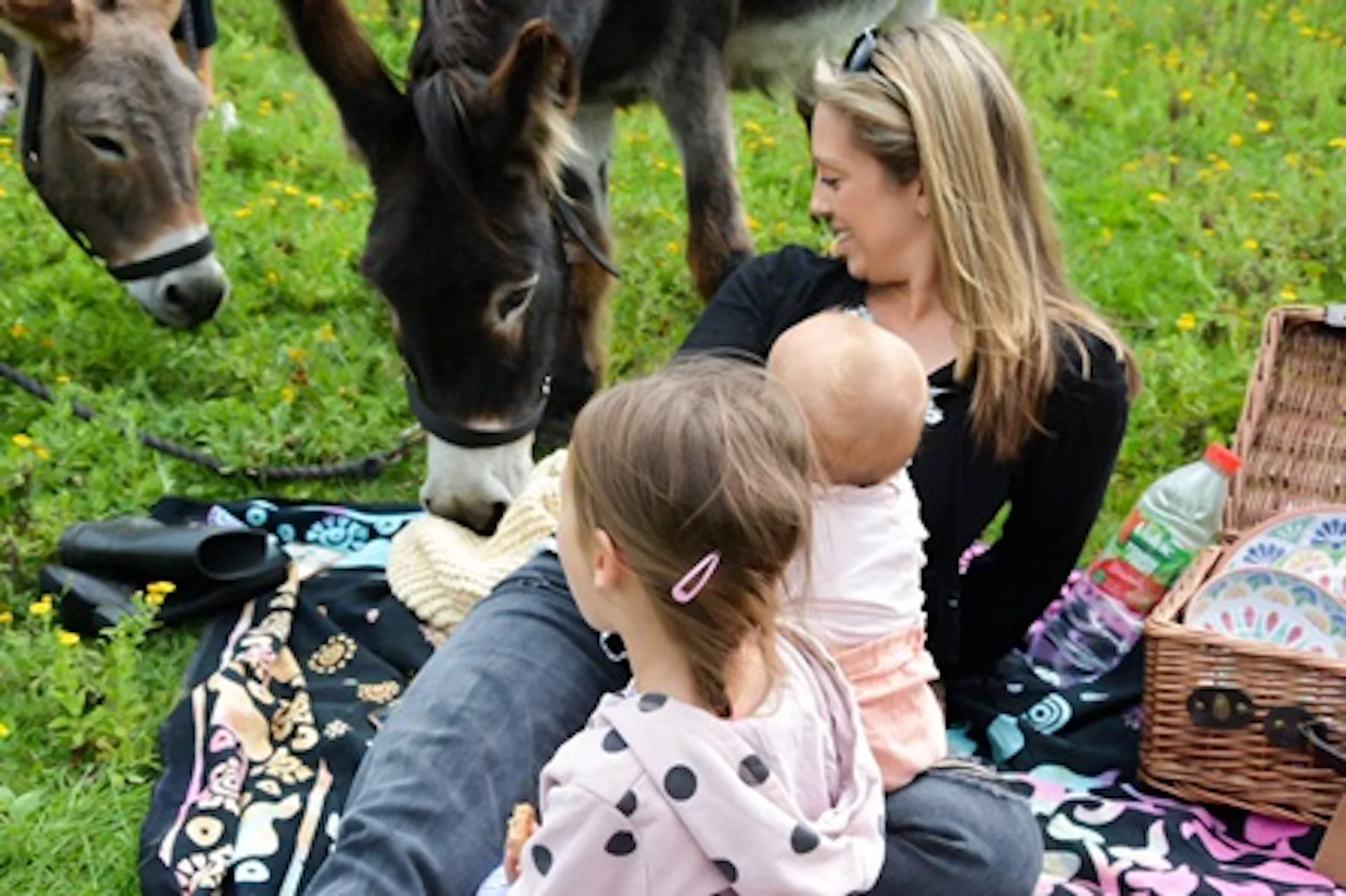 Donkey Meet, Greet and Walk with Picnic for One Adult and One Child at ...