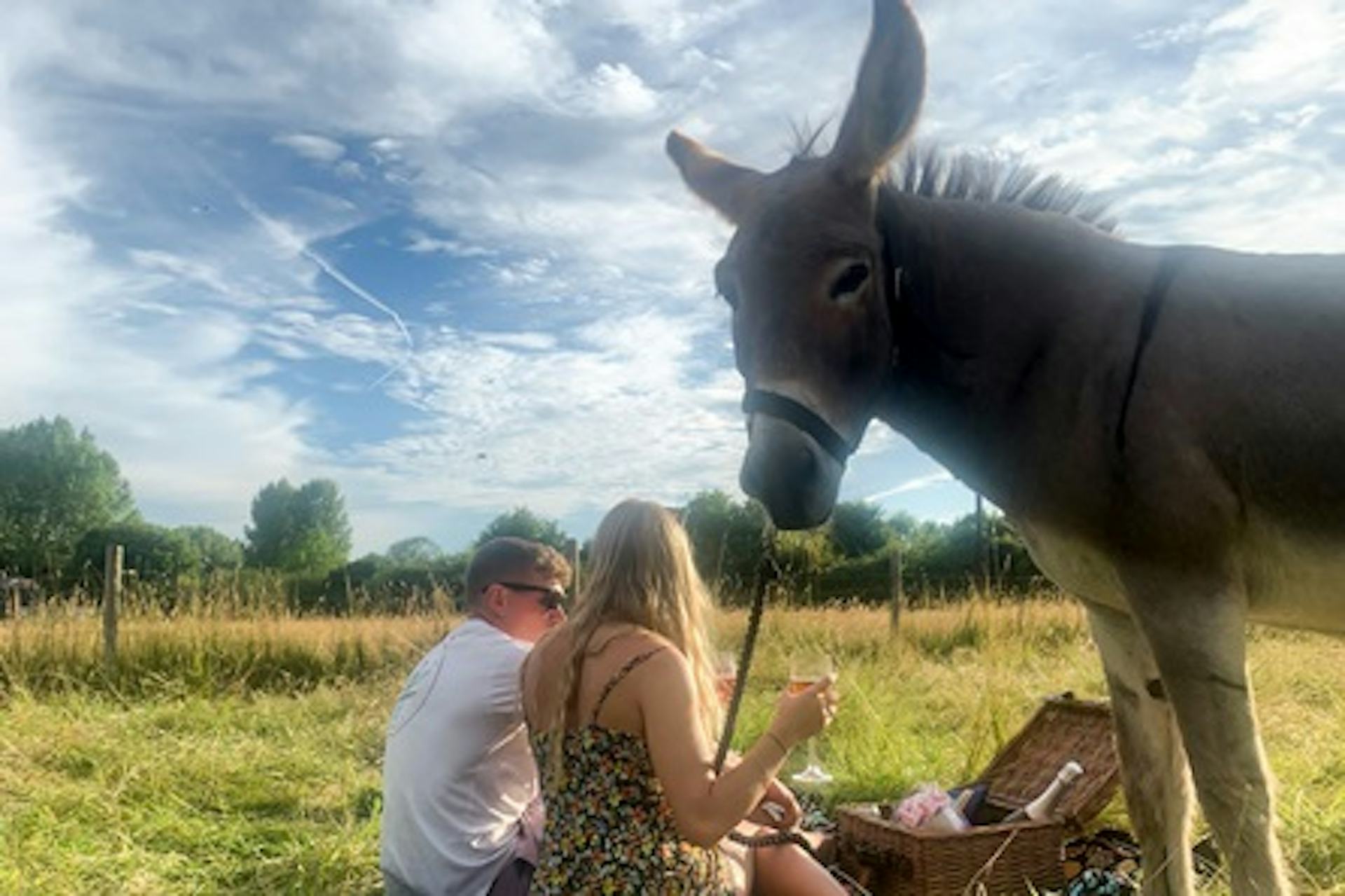 Donkey Meet, Greet and Walk with Picnic for Two at Dashing Donkeys ...