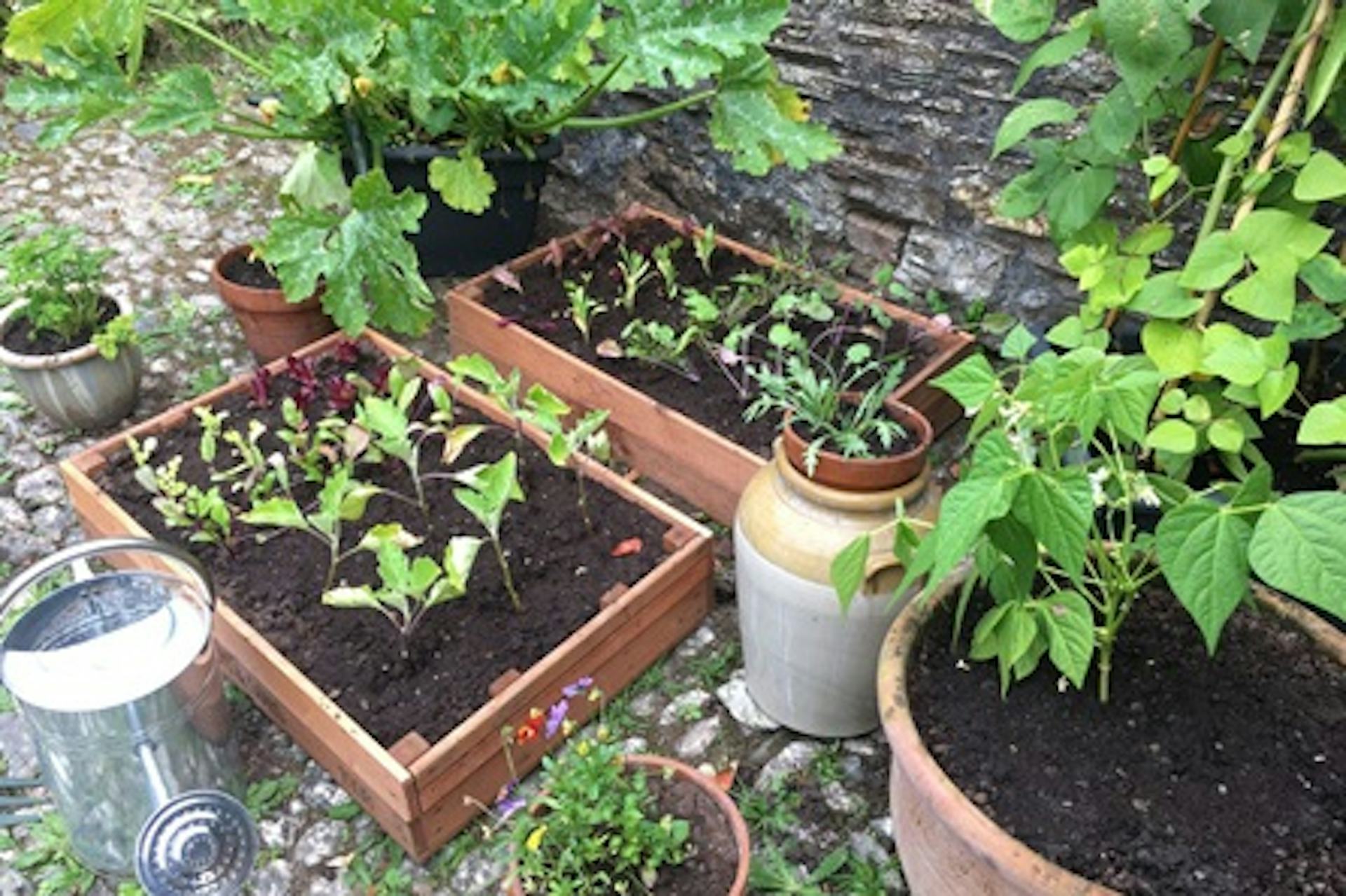 Grow Your Own Container Garden Veg Patch from Rocket Gardens - Virgin Experience Days