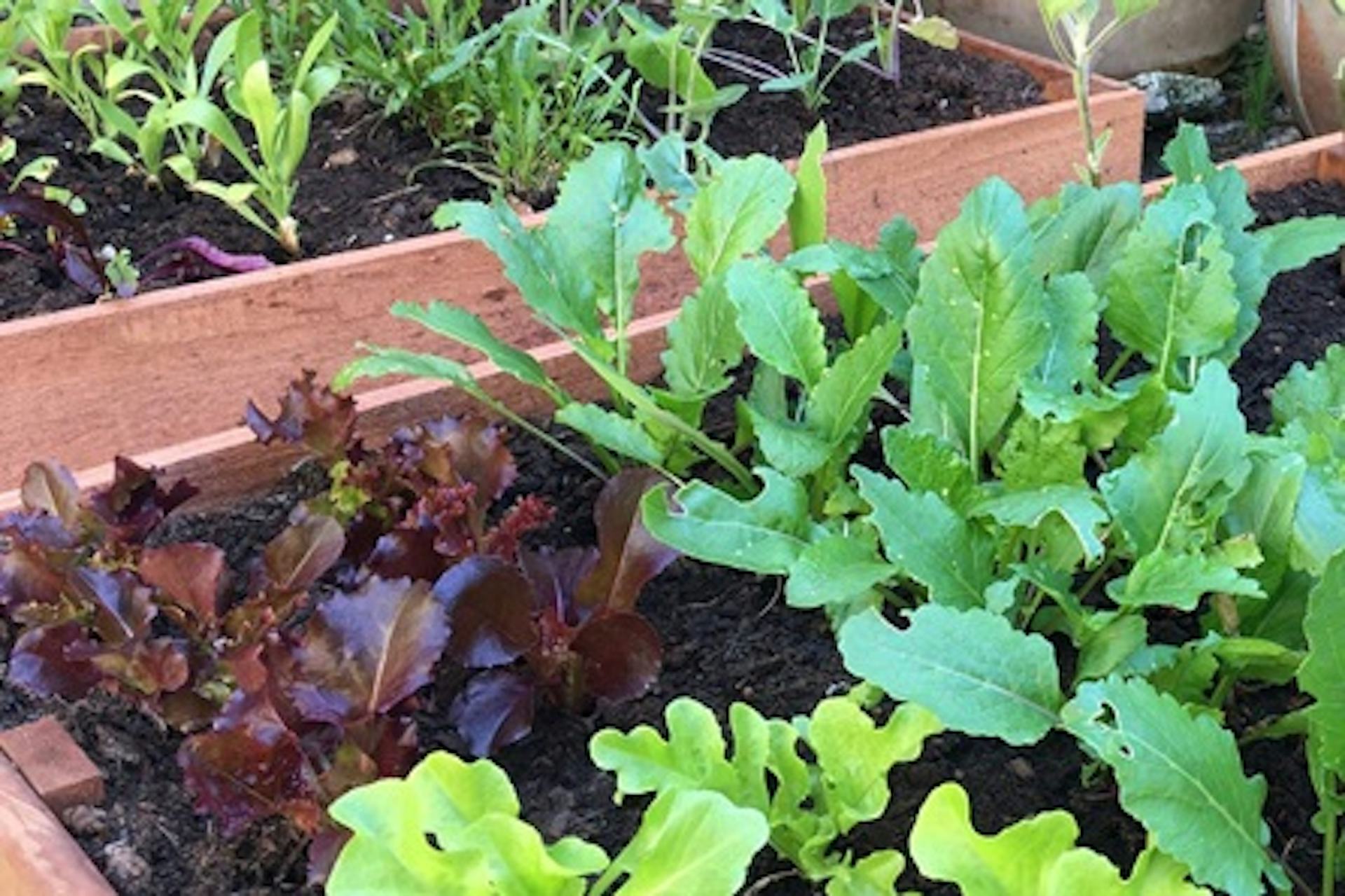 Grow Your Own Container Garden Veg Patch from Rocket Gardens - Virgin Experience Days