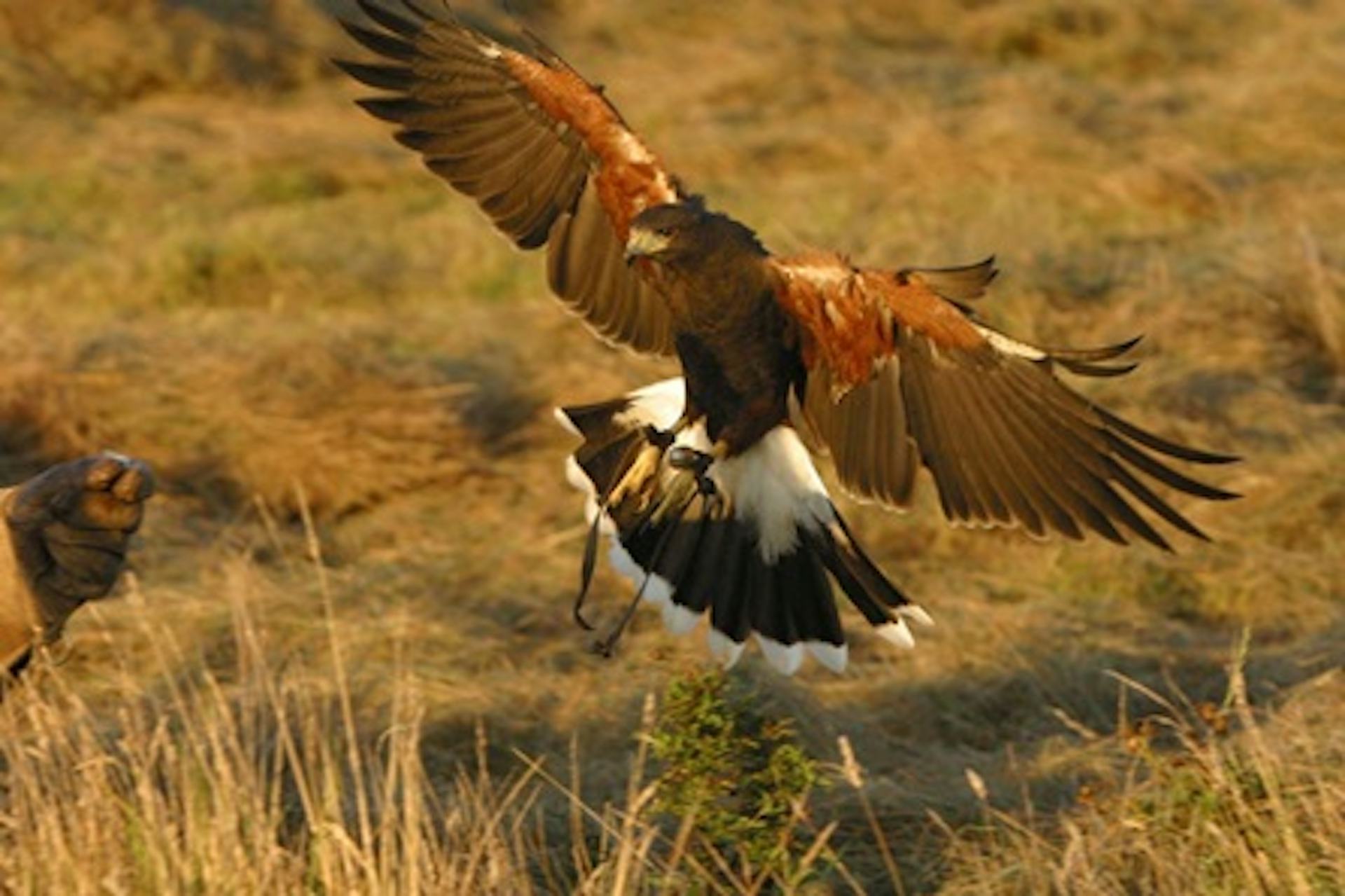 Hawk Walk and Flying Experience for Two at BB Falconry - Virgin ...