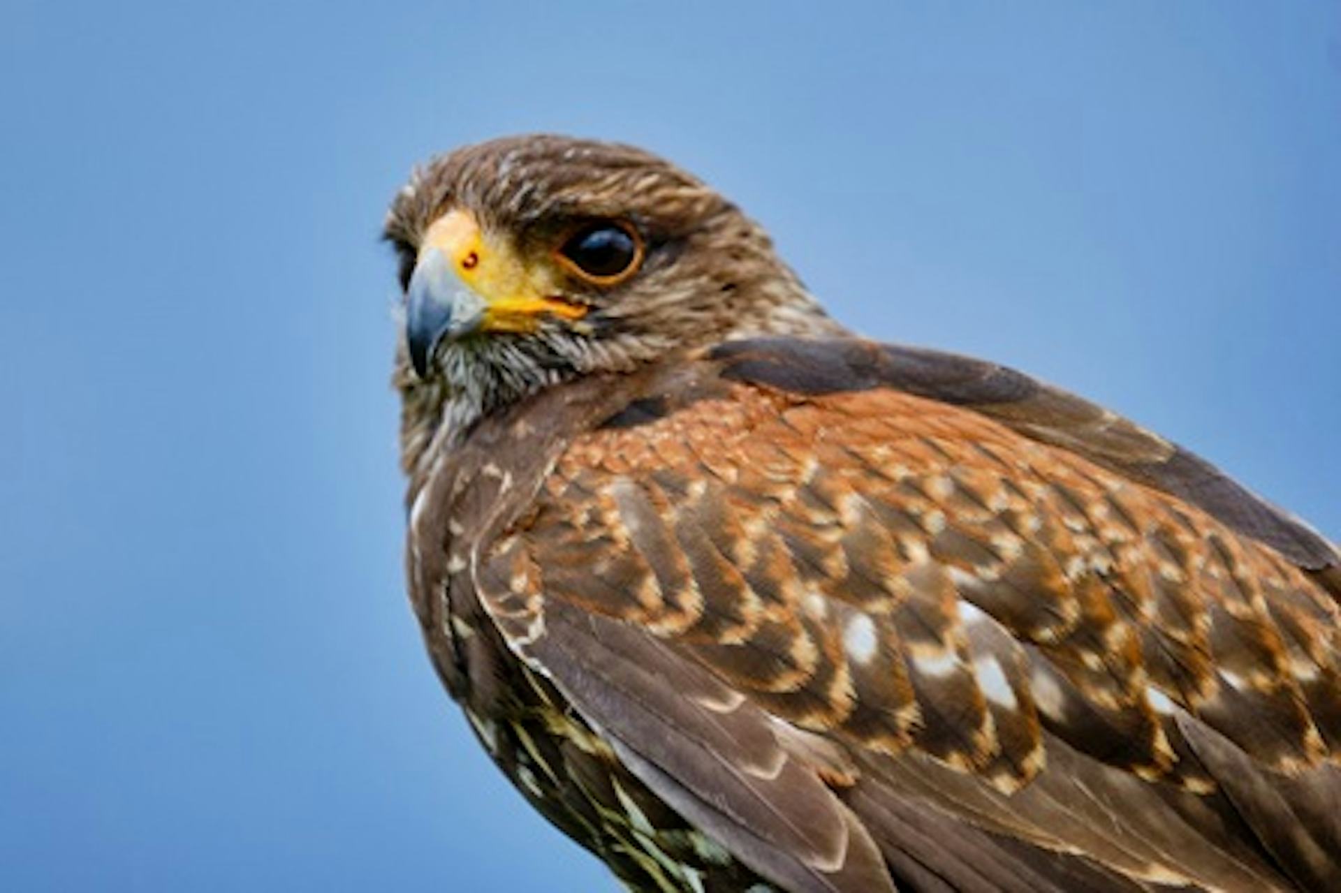 Hawk Walk and Flying Experience for Two at BB Falconry - Virgin ...