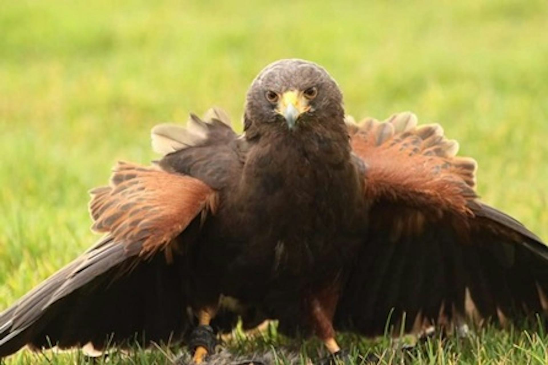 Hawk Walk and Flying Experience for Two at BB Falconry - Virgin ...