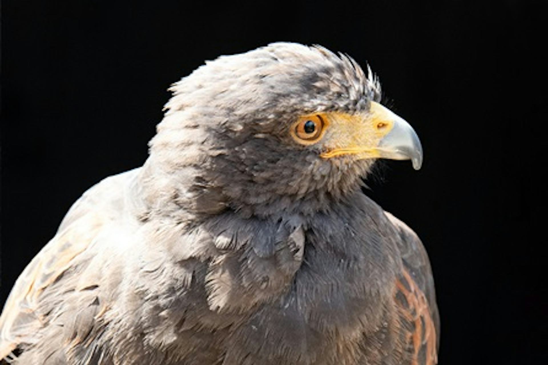 Hawk Walk for Two at Millets Wildside - Virgin Experience Days