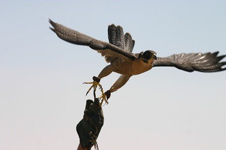 Falconry Experiences - Bird Of Prey Experiences | Virgin Experience Days