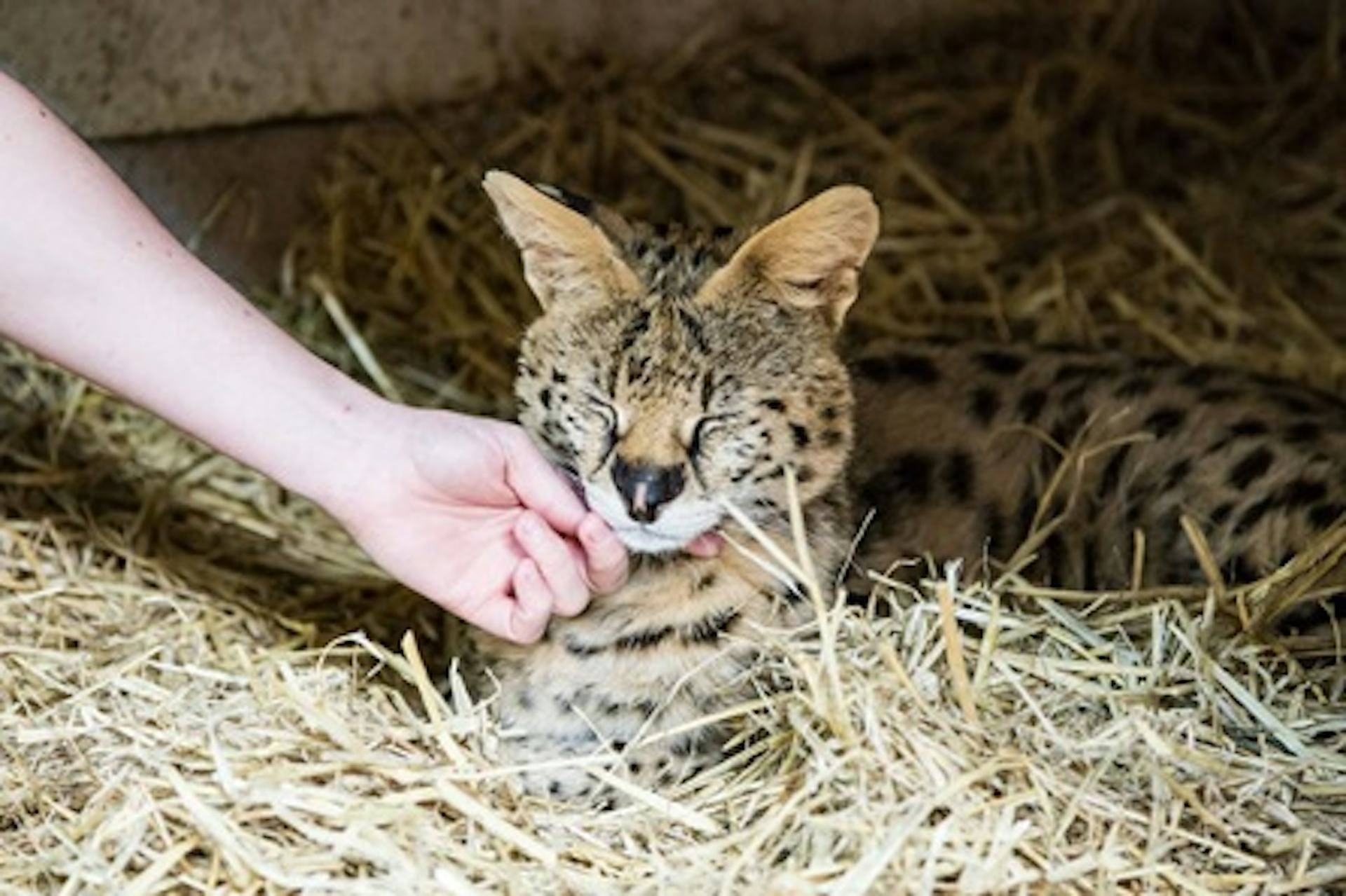 Keeper for the Day Experience at Hoo Farm Animal Kingdom - Virgin ...