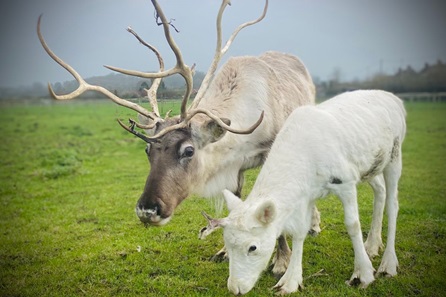 Meet and Feed the Reindeer with a Hot Chocolate for Two at Somerset ...