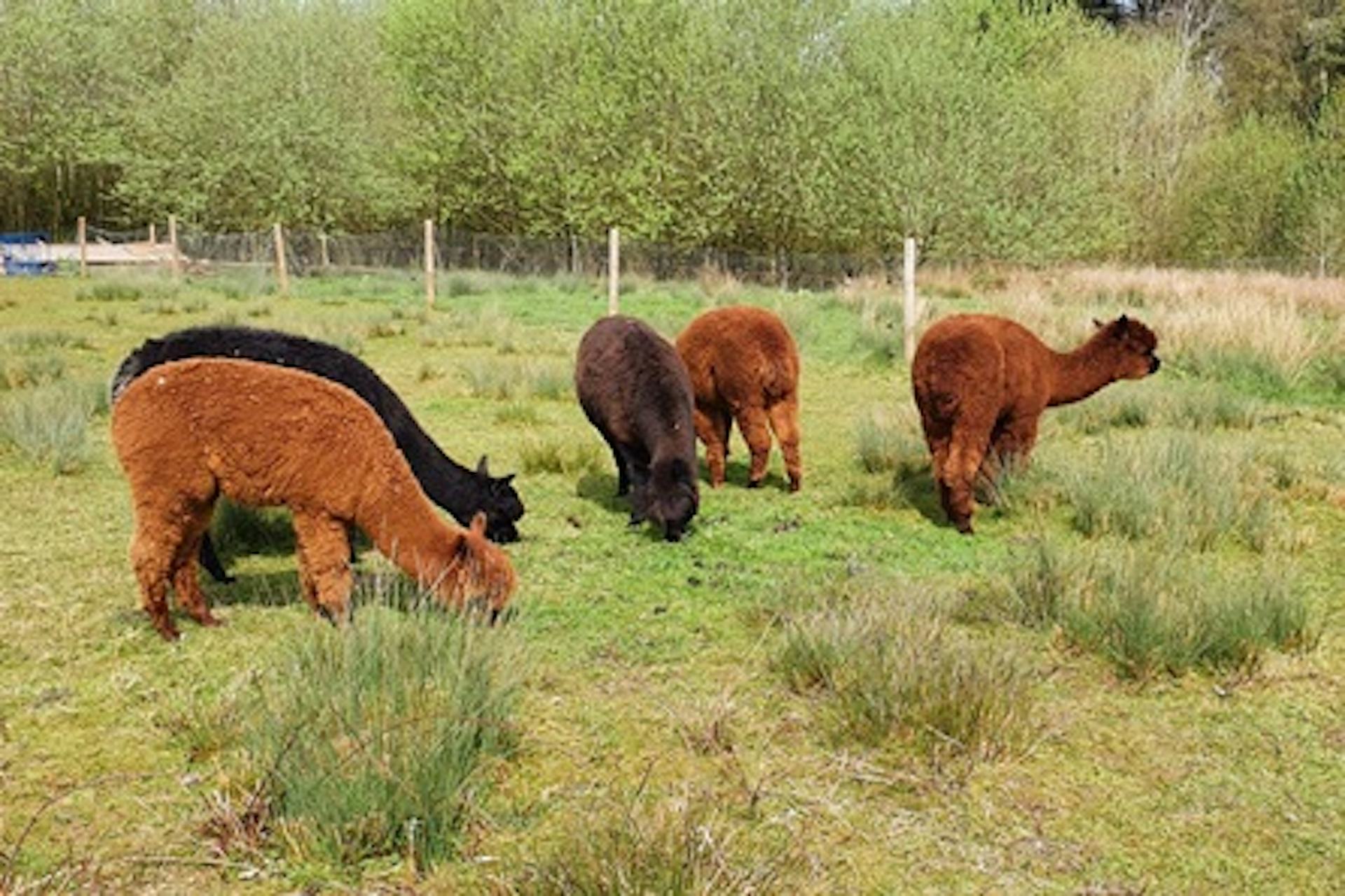 Paca Picnic for a Family for Four with Frankly Alpacas - Virgin ...