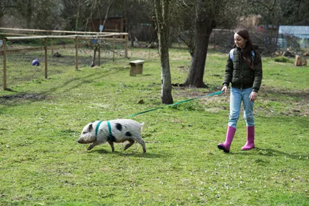 Animal Experiences UK - Virgin Experience Days