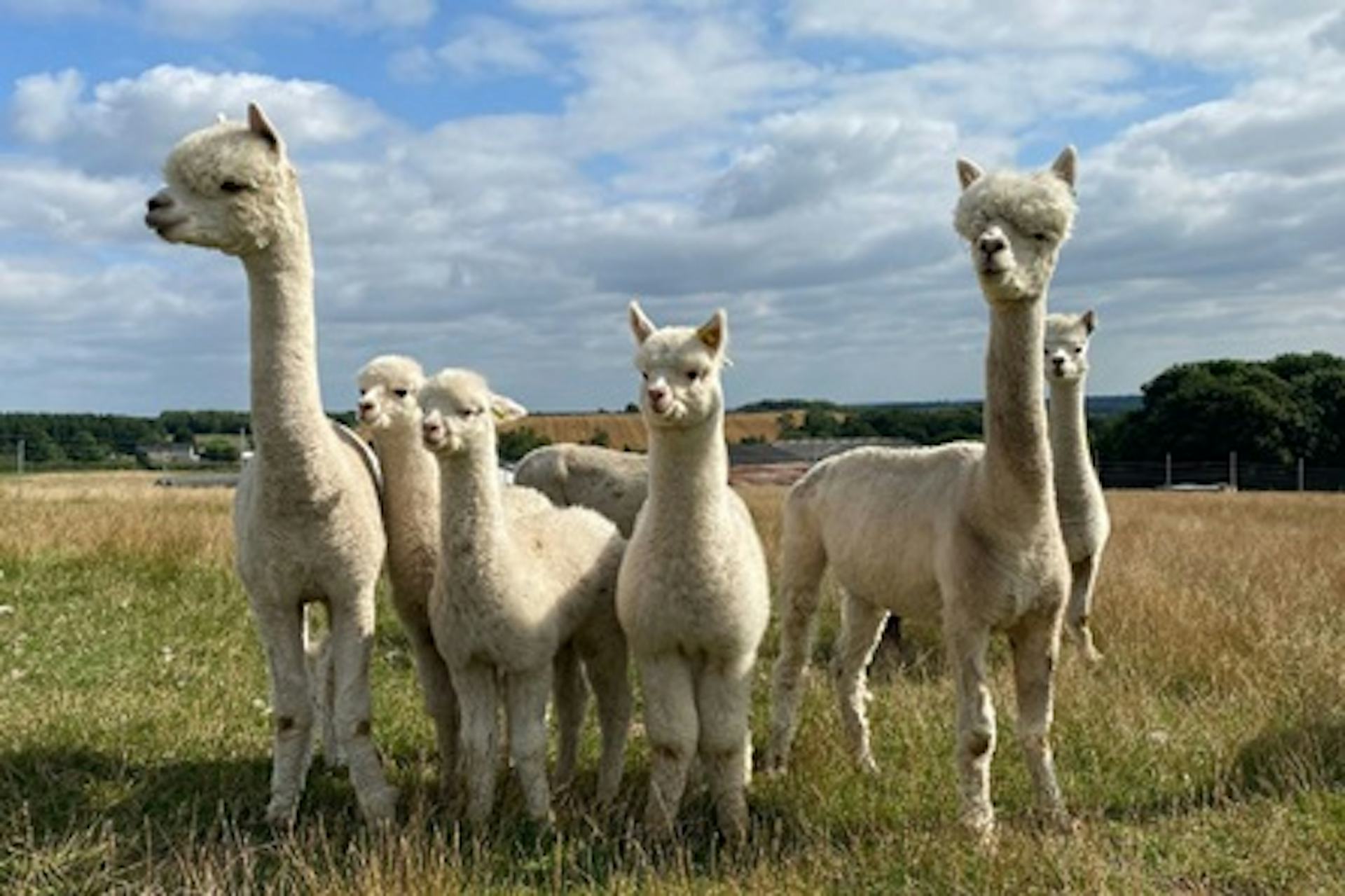 Romantic Date Night with Alpacas, Cream Tea and Prosecco for Two at ...