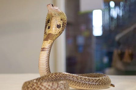 Zookeeper For A Day Experiences - Virgin Experience Days