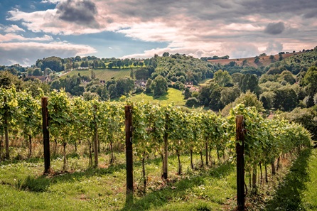 Vineyard Tour and Tasting for Two at Woodchester Valley - Virgin ...