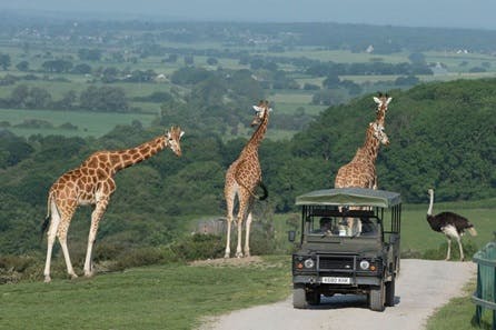 Visit to Port Lympne Reserve and Afternoon Tea for Two