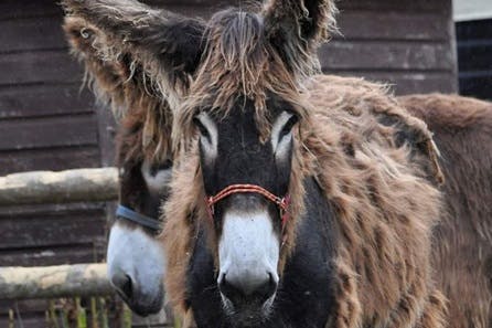 Walk Alpacas, Groom Donkeys and Meet The Meerkats for Two at Lucky ...
