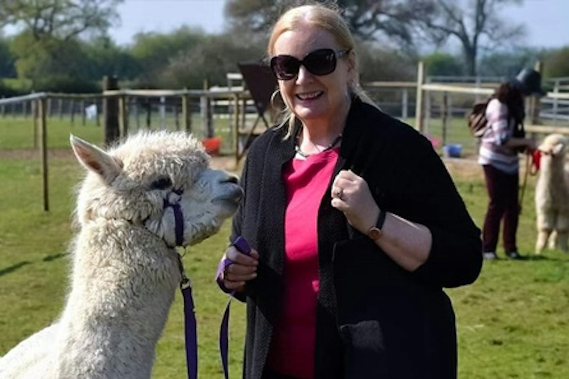 Walk Alpacas, Groom Donkeys and Meet The Meerkats for Two at Lucky ...